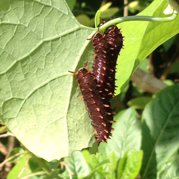 Polydamas Swallowtail caterpillar | Project Noah