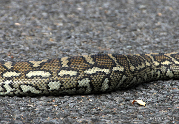 Carpet Snake | Project Noah
