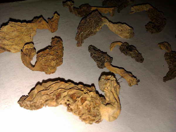 Morel | Project Noah