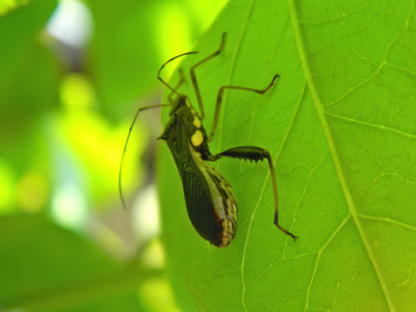 bean bug | Project Noah