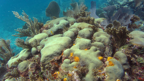 Boulder Star Coral | Project Noah