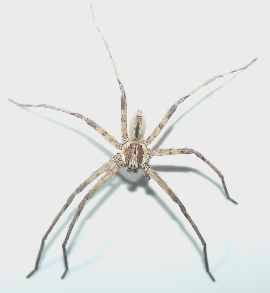 Brown Huntsman Spider | Project Noah