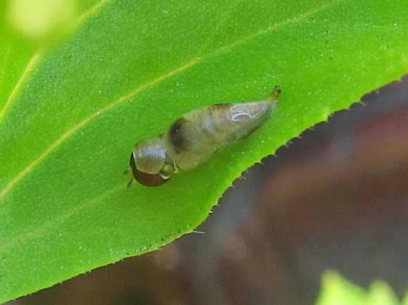 Hover Fly Emerging from Pupa | Project Noah