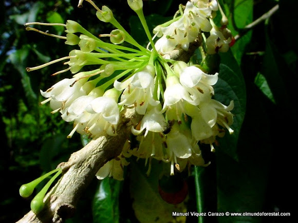 Güitite | Project Noah