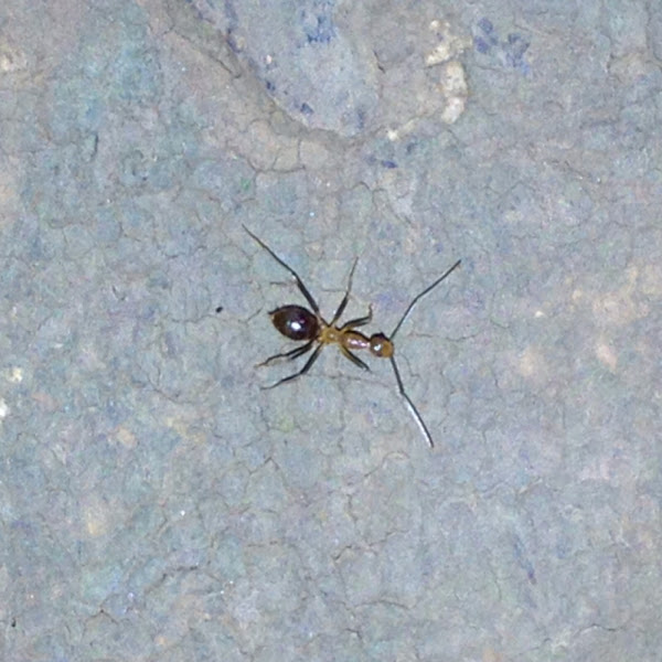 Long legged ant | Project Noah