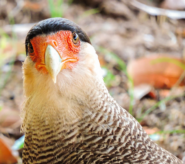 Caracará(Southern Caracara) | Project Noah