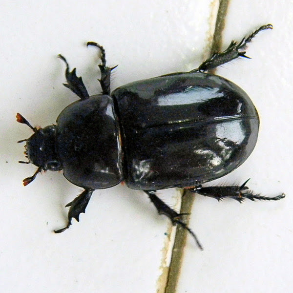 Rare Insects of Malaysia | Project Noah