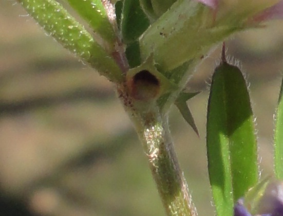 Narrow-leaf Vetch | Project Noah