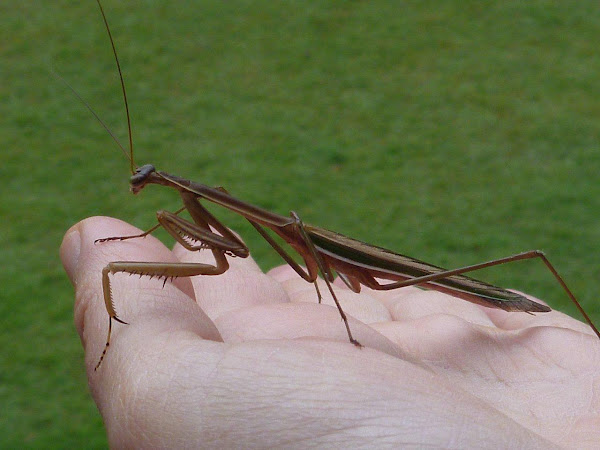 Purple Winged Mantis | Project Noah