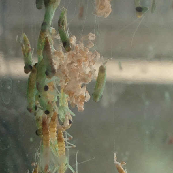 Mantis | Project Noah