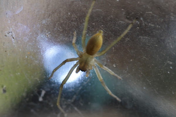black-footed yellow sac spider | Project Noah