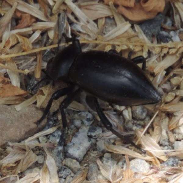 Pinacate Beetle | Project Noah