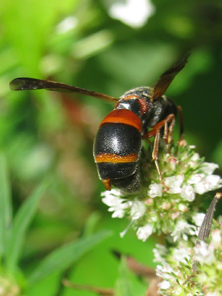 Wasp with Twisted-winged Parasite | Project Noah