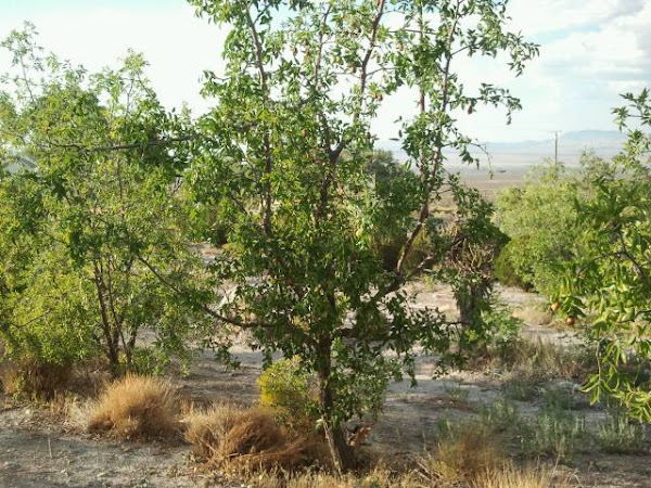 Jujube Tree | Project Noah