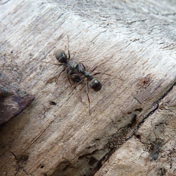 Flying Ant Survey - United Kingdom | Project Noah