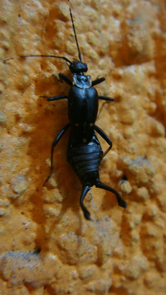 Tijerilla | Project Noah