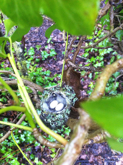 Anna's Hummingbird Nest and Eggs | Project Noah
