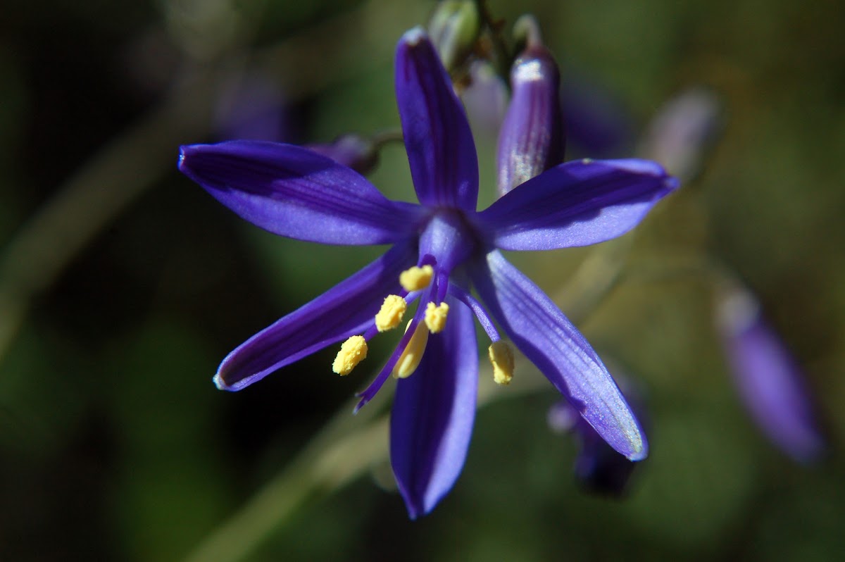 Azulillo | Project Noah