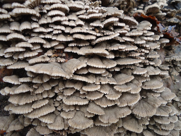 Mushrooms split gills | Project Noah