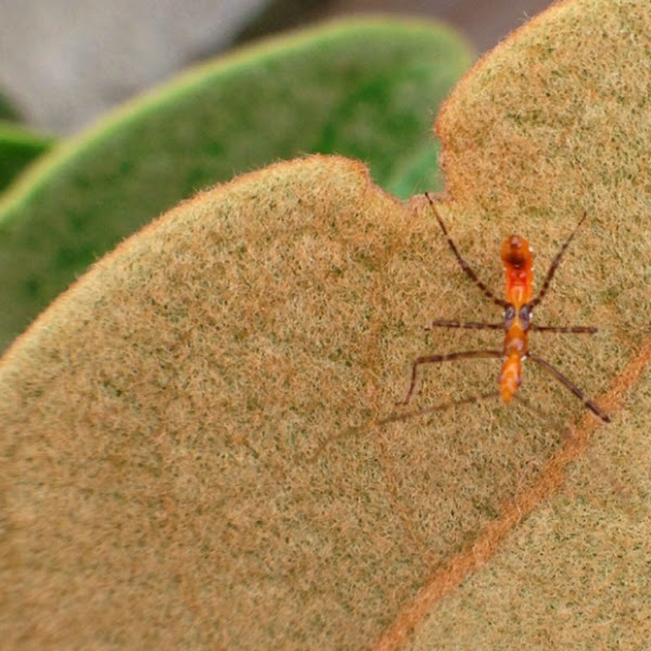 BRIGHT ORANGE ASSASSIN BUG LARVAE | Project Noah