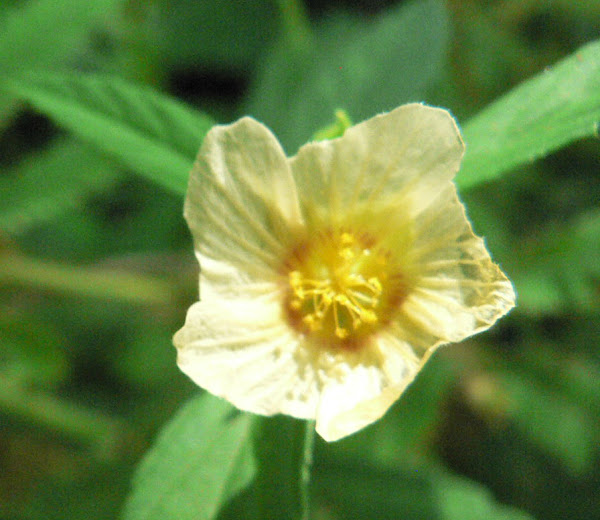 Prickly Sida | Project Noah