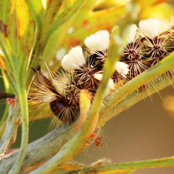 Painted Apple Moth Caterpillar | Project Noah