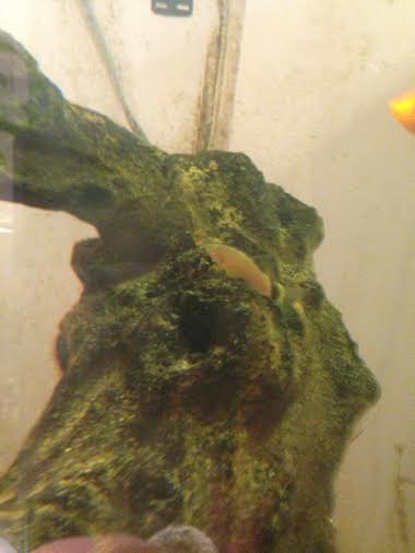 Skunk Loach | Project Noah