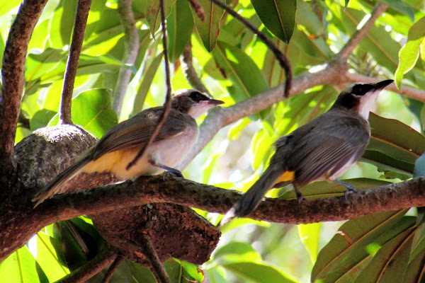 Yellow-vented Bulbul | Project Noah