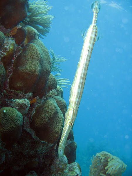 Trumpetfish | Project Noah