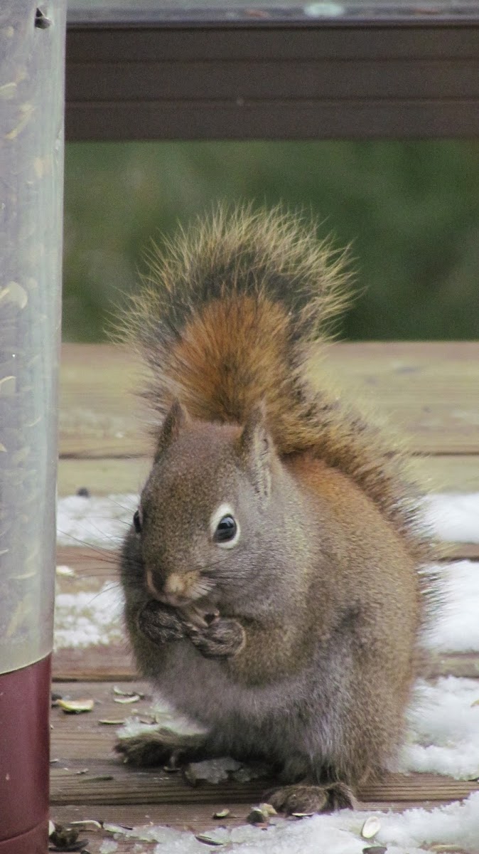 American Red Squirrel | Project Noah