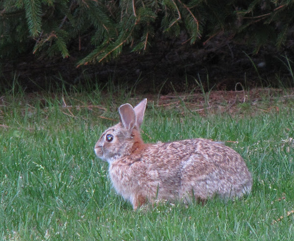 Eastern Cottontail Rabbit | Project Noah