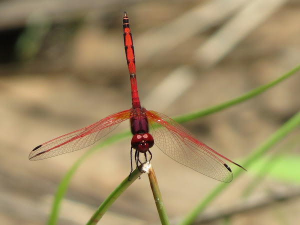 Orange-winged Dropwing/Kirby's Dropwing | Project Noah