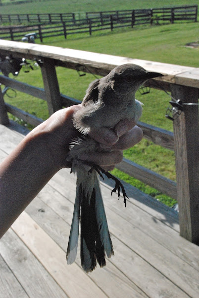 Northern Mockingbird | Project Noah