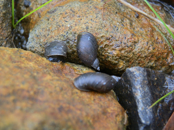American ribbed fluke snail | Project Noah
