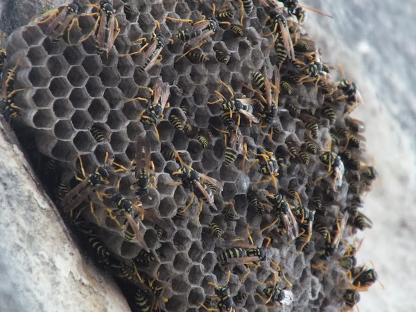 Large Paper Wasp | Project Noah