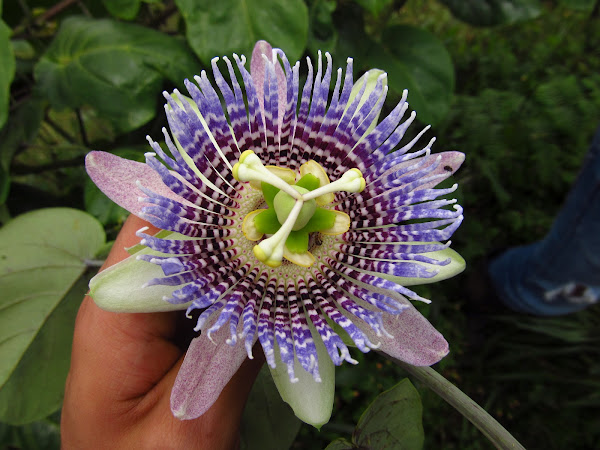Passiflora | Project Noah