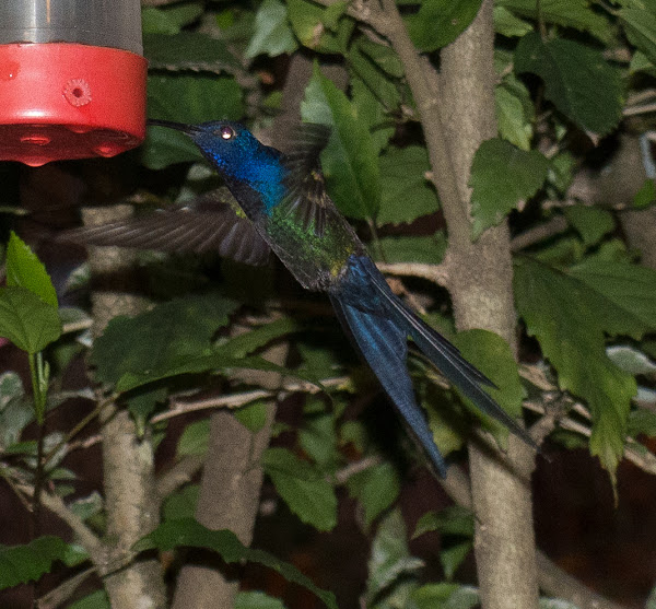 Swallow-tailed hummingbird | Project Noah
