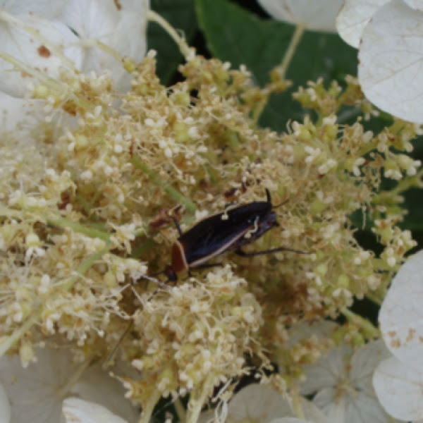 Pale-bordered Field Cockroach | Project Noah