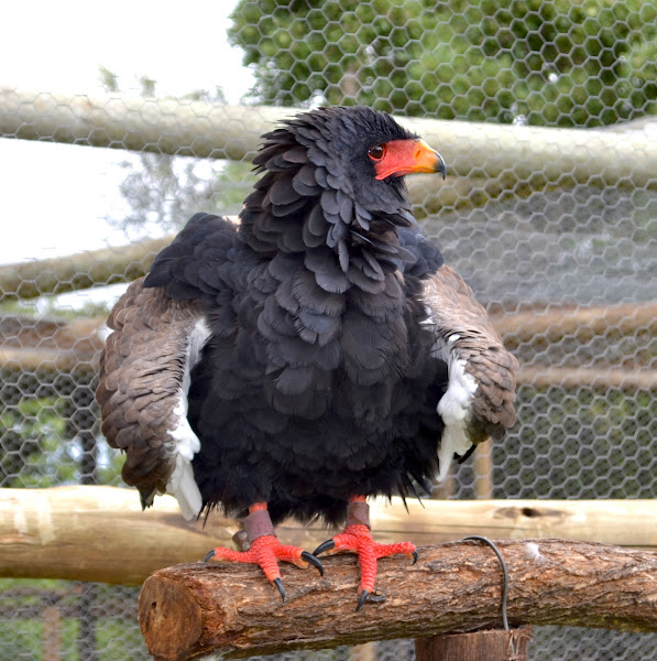 Bateleur Eagle | Project Noah