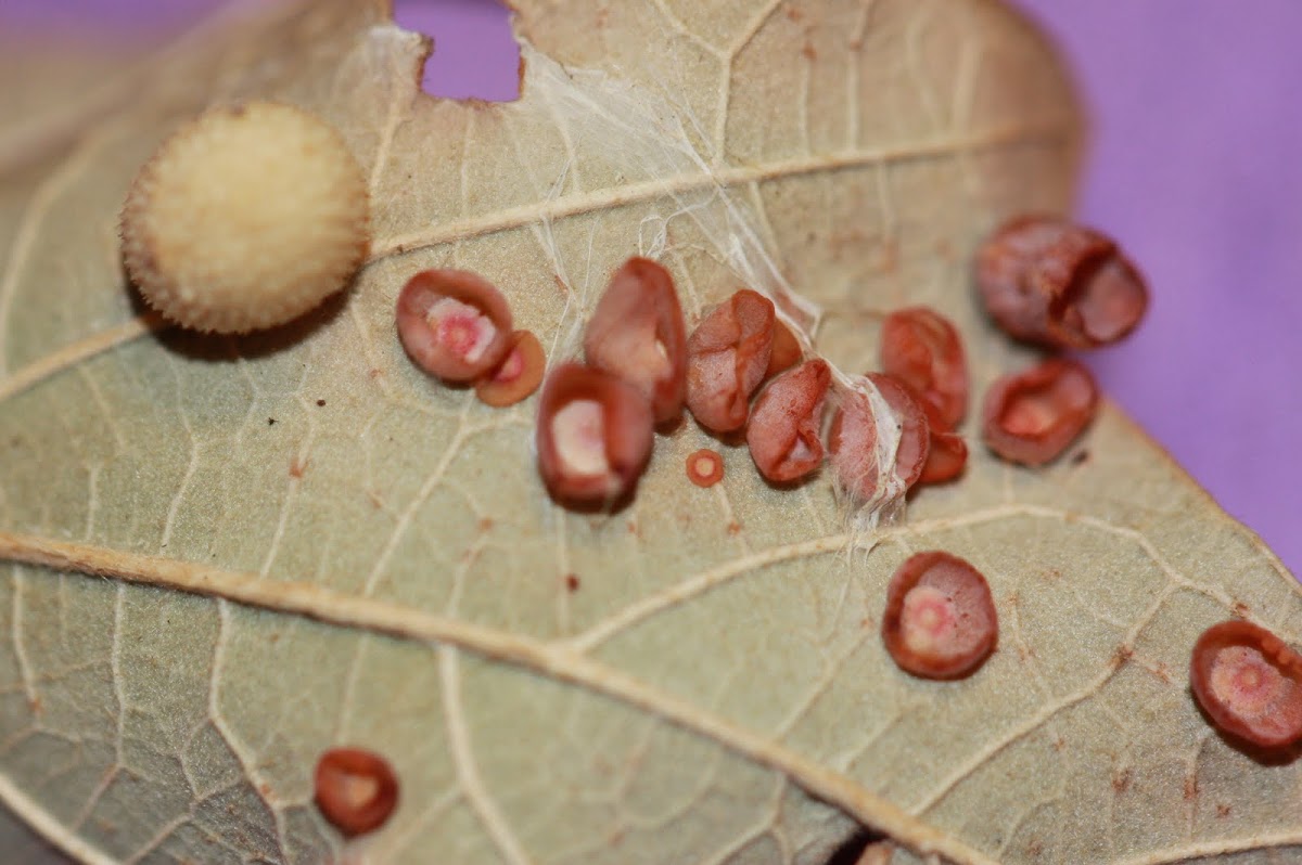 Oak Gall Wasp | Project Noah
