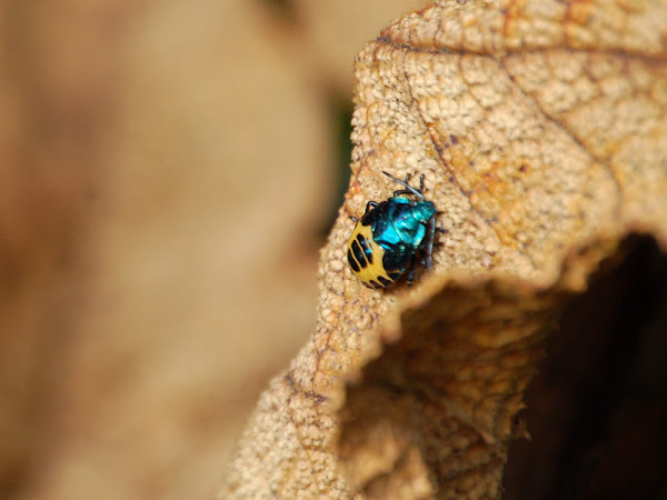 stink bug nymph | Project Noah