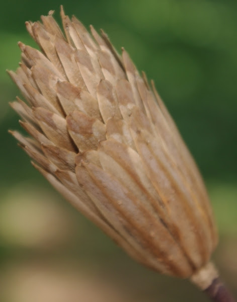Tulip Tree Seed Pod | Project Noah