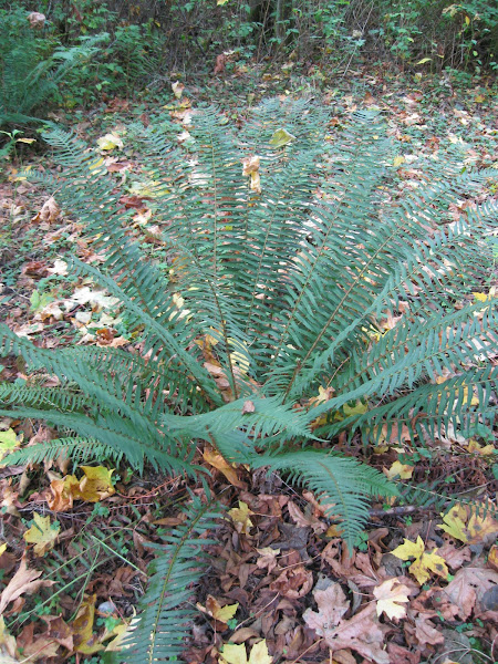Common Sword Fern | Project Noah