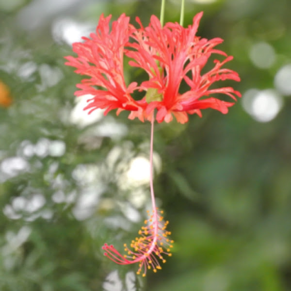 Fringed Hibiscus Japanese Lantern Japanese Hibiscus | Project Noah