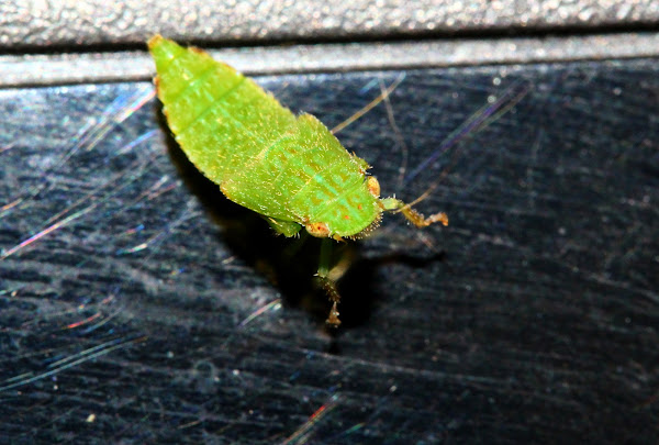 leafhopper nymph | Project Noah