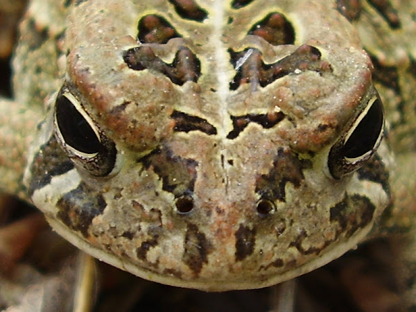 Fowler's toad | Project Noah