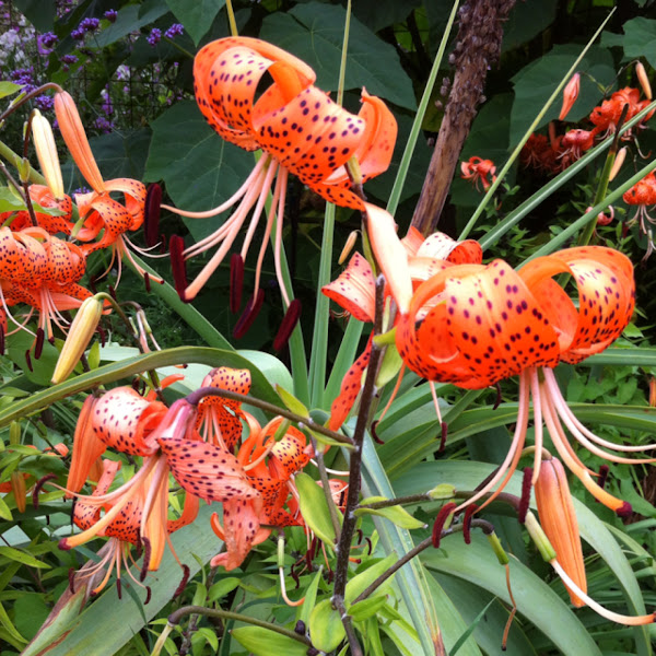 Tiger Lily | Project Noah