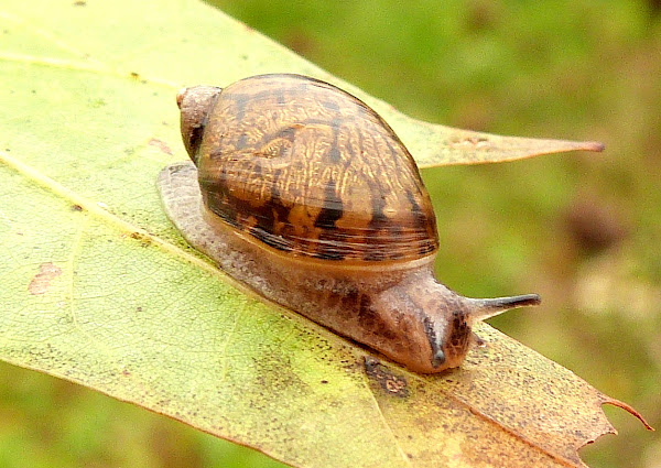 Oval Ambersnail | Project Noah