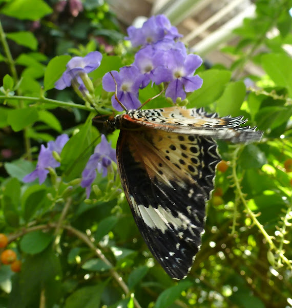 Red Lacewing butterfly (female) | Project Noah