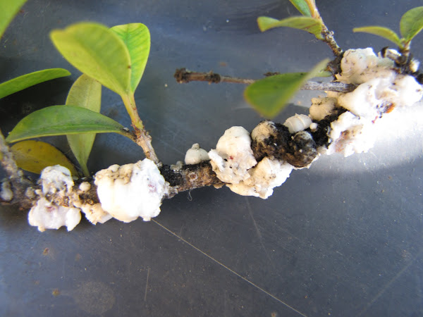 White Wax Scales | Project Noah